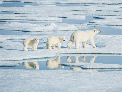 The Global Importance Of Arctic Sea Ice And The Health Of The Arctic