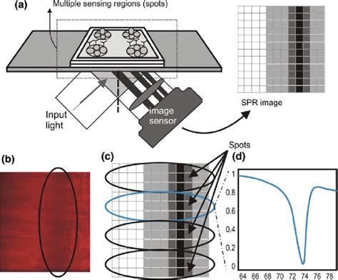 A Sketch Of A Typically SPR Sensor With Multiple Sensing Areas Download Scientific Diagram