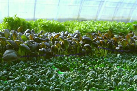 衡水市桃城區訂單育苗助農增收 新華網河北頻道 新華網