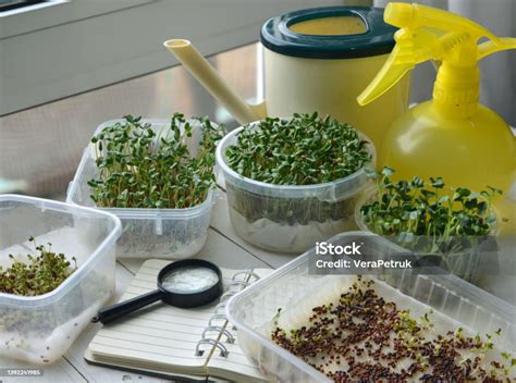 식탁에 야채의 마이크로 그린 묘목이있는 정물 빈티지 홈 원예 재배 및 심기 개념 실내에서 0명에 대한 스톡 사진 및 기타 이미지 Istock