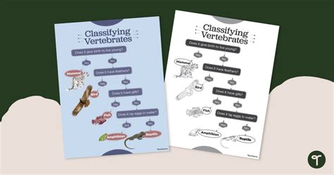 Classifying Vertebrates Flow Chart Poster Teach Starter