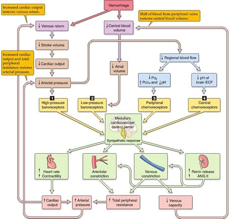Thyroid Hormone Synthesis Pathway Step By Step Flow Chart Artofit