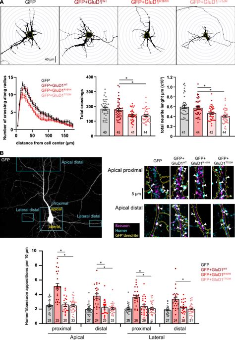 Grid1glud1 Homozygous Variants Linked To Intellectual Disability And