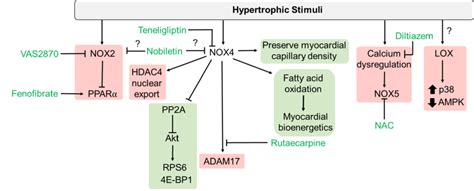 Schematic Indicating Oxidative Stress Pathways Regulated By Nox