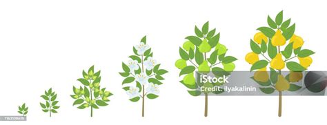 배 나무 성장 단계 숙성 기간 진행 배 과일 나무 수명 주기 애니메이션 식물 묘목 배 는 단계를 증가 개발에 대한 스톡 벡터