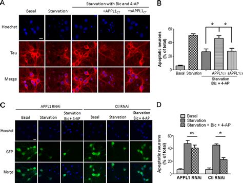 Appl1 Is Required For Synaptic Nmda Receptor Dependent Neuroprotection Download Scientific