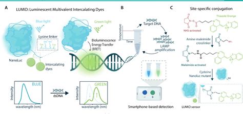 Figure 1 From Bioluminescent Intercalating Dyes For Ratiometric Nucleic Acid Detection
