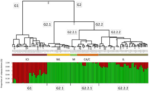 Dendrogram And Genetic Structure Of 105 Accessions In The Aro