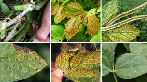 Late Season Soybean Diseases Cause Havoc