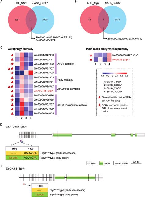 candidate genes revealed by the integrated analysis of qtl mapping and