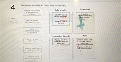 Solved Match Each Function With The Correct Cytoskeletal