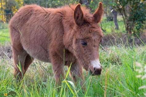 خر پوزگی؛ حیوانی عقیم و کمیاب حاصل جفت‌گیری اسب نر با اُلاغ ماده که