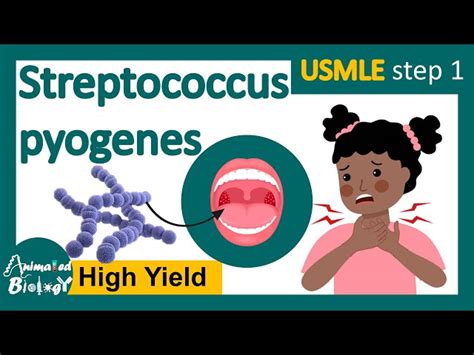 Streptococcus Pyogenes Bacteria