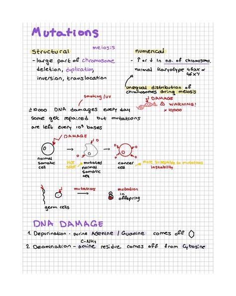 Mutations Summary Foundations In Bioscience I Molecules To Cells Mutations Meiosis