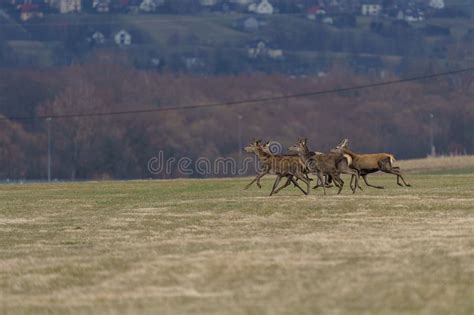A Large Herd Of Roe Deer Very Early In The Spring On A Patch That Is