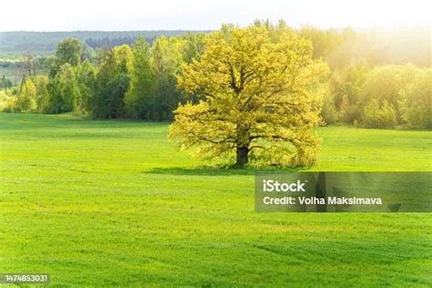 거대한 푸른 잔디밭 봄철 푸른 초원에 있는 나무 봄의 화창한 날 나무와 푸른 하늘을 배경으로 풀밭에 흰색과 노란색 꽃 개념에 대한 스톡 사진 및 기타 이미지 Istock