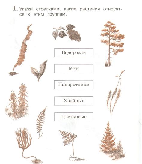 Тест по окружающему миру Растения и животные УМК Школа России БОТАН