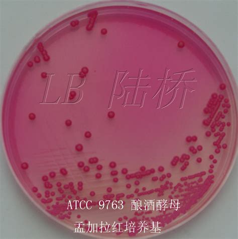 微生物图库 培养基 北京陆桥技术股份有限公司