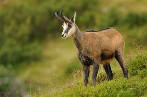 Chamois