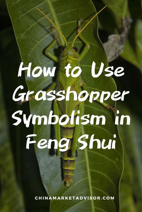 How To Use Grasshopper Symbolism In Feng Shui Feng Shui Feng Shui