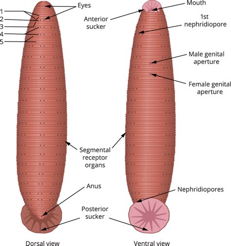 External Morphology Of Leech — Lesson Science State Board Class 10