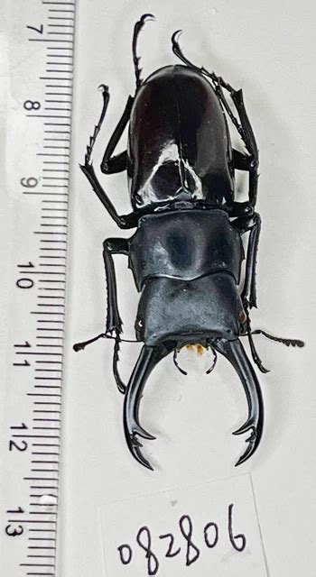 Lucanidae Dorcus Coleoptera Beetles Dynastes Lucanus Dorcus Haitschunus Rare Big 64 00