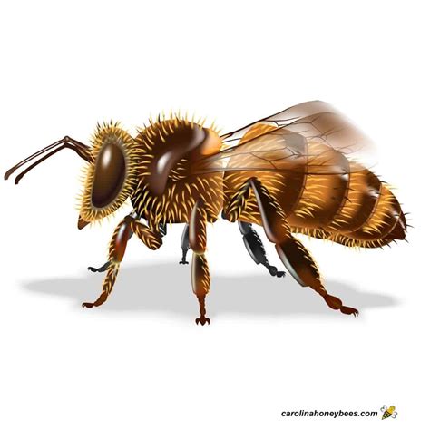 Honey Bee Pollination Diagram