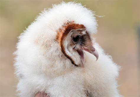 Barn Owls Let You Know Birdnote