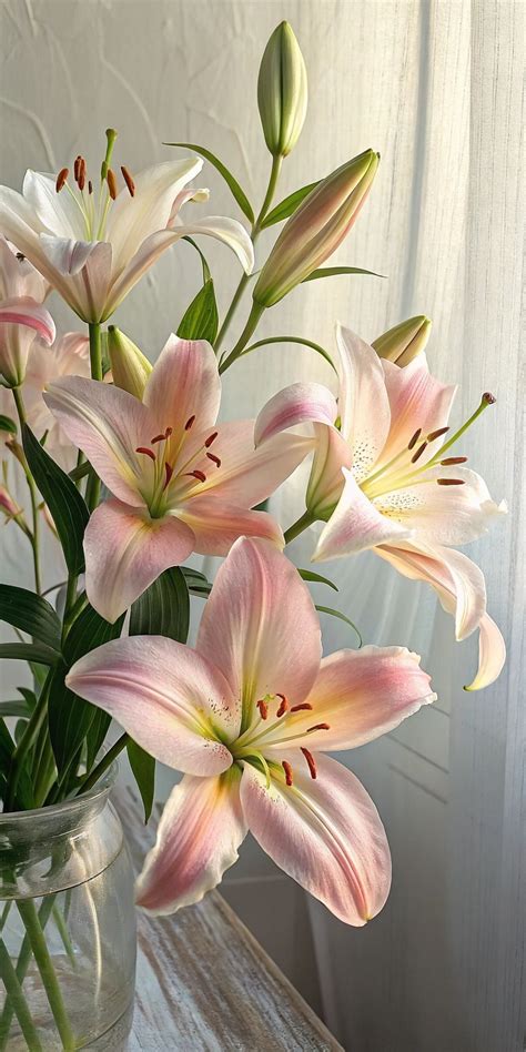 Pin De Emily En Aesthetic Wallpapers Lirios Flores Flores Bonitas