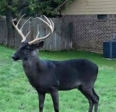 Melanistic Deer The Odds On Encountering This Rare Color Phase Artofit
