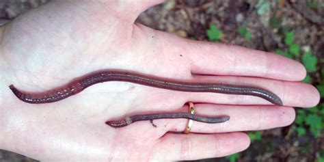 Jumpin Jehoshaphat The Jumping Worms Of Dane County Ohio Ag Net Ohios Country Journal