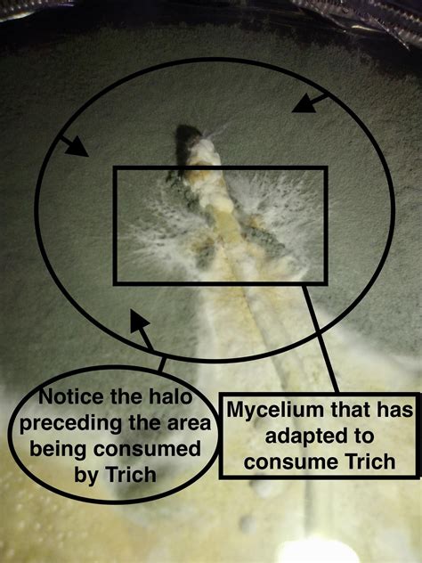 Ganoderma Lucidum Reishi Vs Trich R Mushroom Cultivation