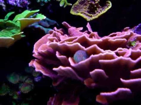 Diy Reef Led Setup Almost Year Later Youtube