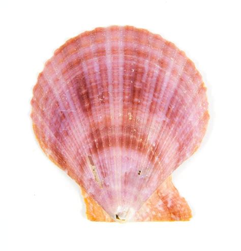 Mollusc Shells Isolated Stock Image Image Of Mollusk