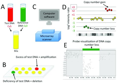 Comparative Genomic Hybridization A Equal Amounts Test And Reference Download Scientific