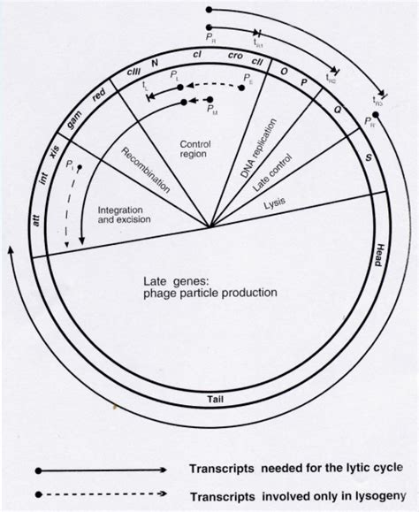 3 bacteriophage lambda diagram quizlet