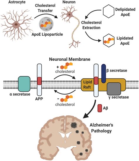 Regulation Of Beta Amyloid Production In Neurons By Astrocyte Derived Cholesterol Pmc