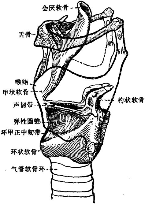 图186 喉软骨 侧面观 人体解剖学 医学