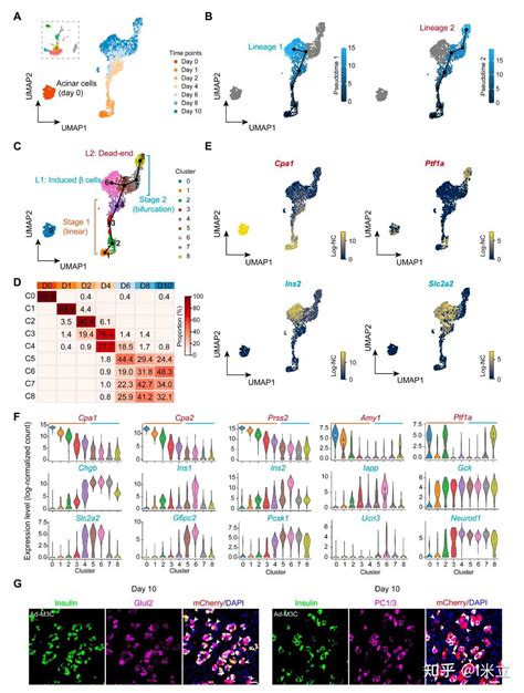 If 13 6 胰腺细胞再生新途径——腺泡细胞转分化 知乎