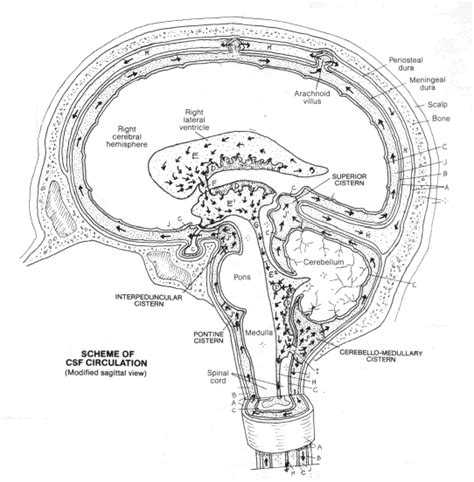 Mcq The Arachnoid Villi Responsible For Cerebrospinal Fluid Absorption Protrude Mainly In The