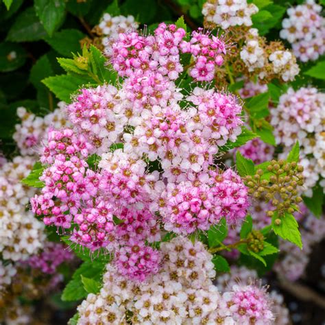 Little Princess Spirea Plant Detectives
