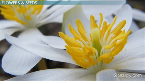 Endosperm Definition Function And Types Lesson