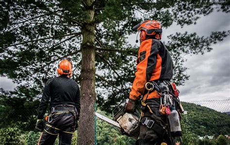 Tree Surgeons Ward Tree Services Ltd Stafford