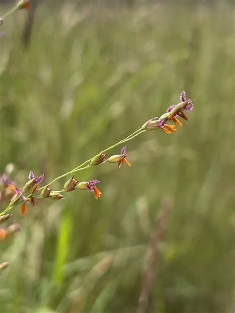 Panicum Virgatum Sunburst Grassherbaceous Plantsweb Page