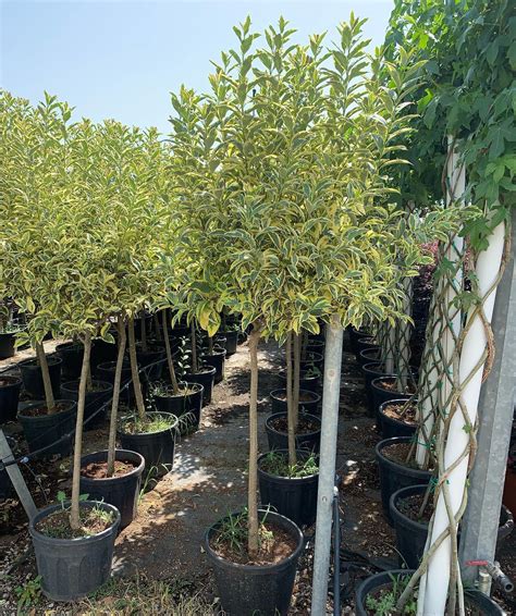 Ligustrum Excelsum Superbum Birikim Süs Bitkileri