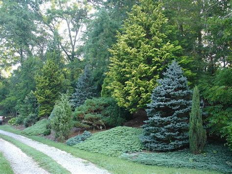 Dwarf Ornamental Trees For Landscaping — Randolph Indoor And Outdoor Design
