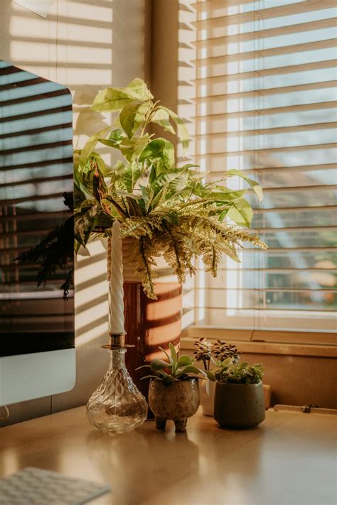 그림자 녹지 다육식물 데스크탑 설정 미니멀리스트 바탕화면 블라인드 사무실 생산성 설정 식물 식물 관리 식물