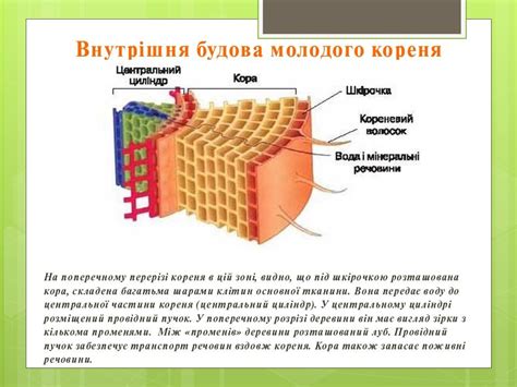 Корінь Будова і функції кореня Презентація Біологія