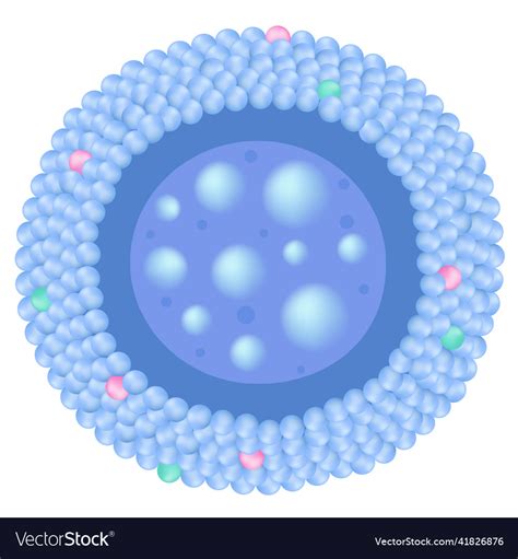 Lysosomes Of The Cell Royalty Free Vector Image