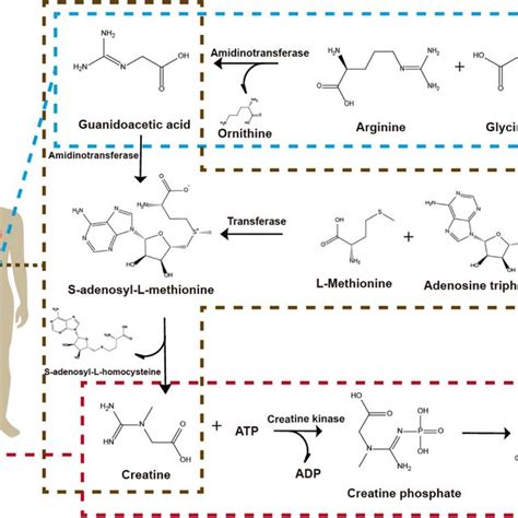 Schematic Representation Of Electrochemical Creatinine Detection And Download Scientific